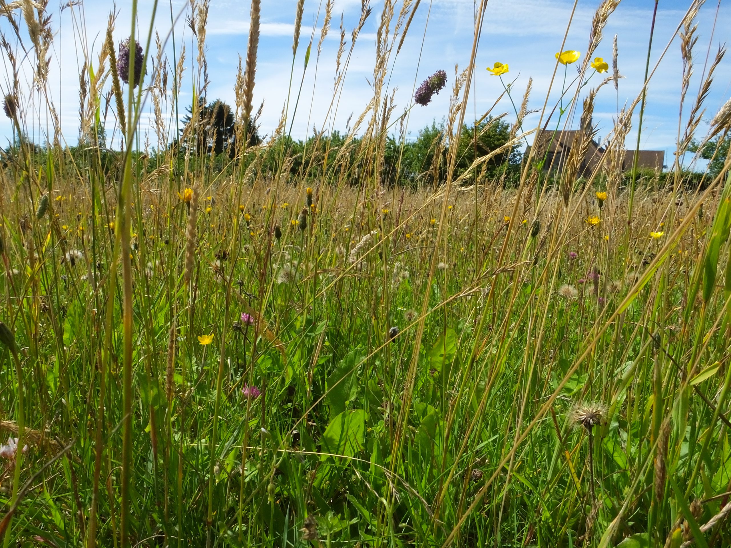 Roadside Verges - Chalford Climate Action Network